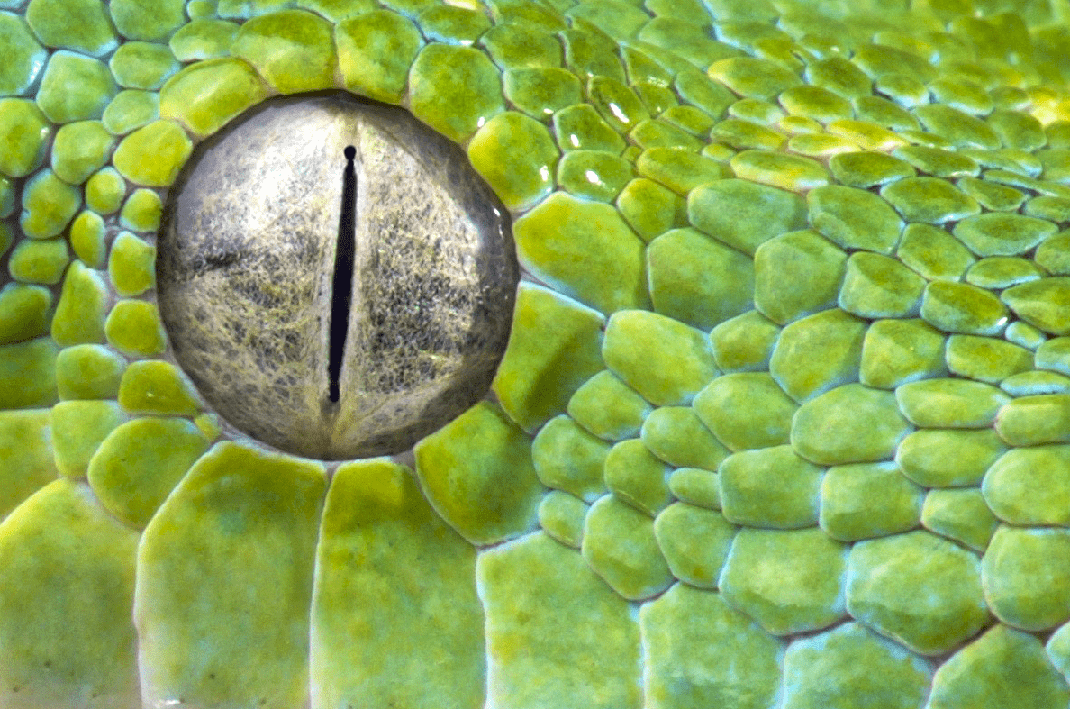 Can You Guess These Animals Based On Their Eye? - FamilyToday